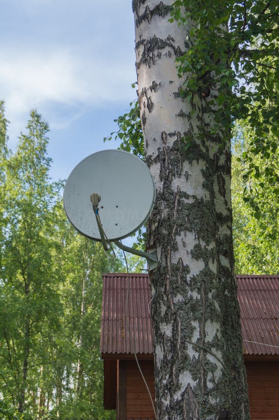 To a Tree Attached Satellite Dish. Stock Photo - Image of building ...