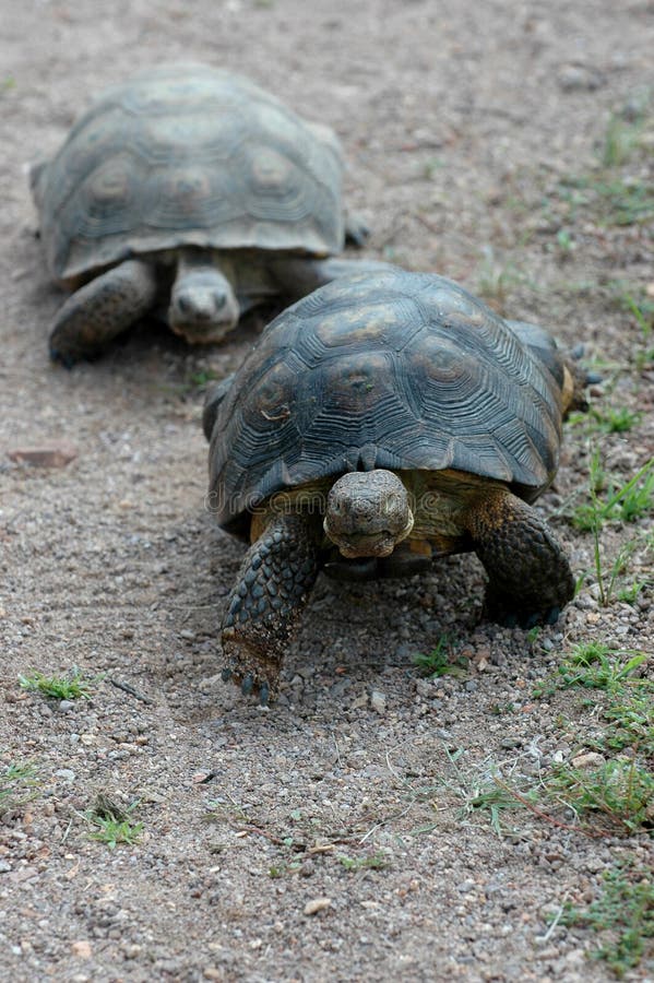 In it To Win it stock photo. Image of tough, wildlife - 175464970