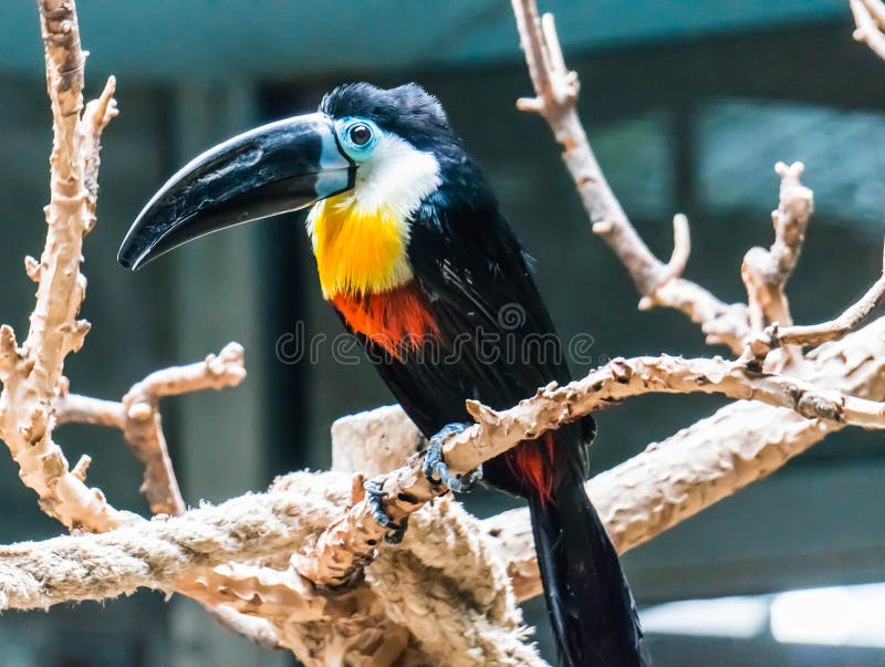Toacn bird stock photo. Image of bird, orange, wildlife - 46791748