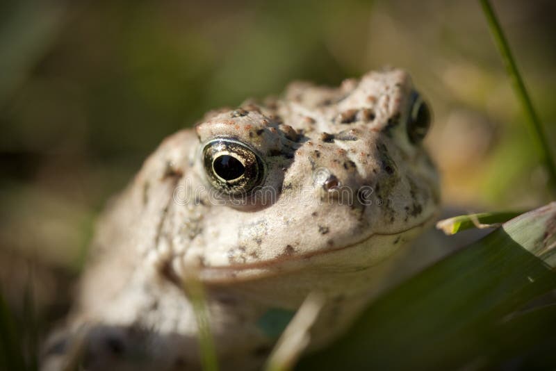 Toad stock photo. Image of nature, warts, animals, nostrils - 10494368