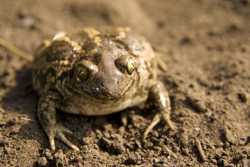 Toad stock image. Image of macro, life, close, biology - 10905727