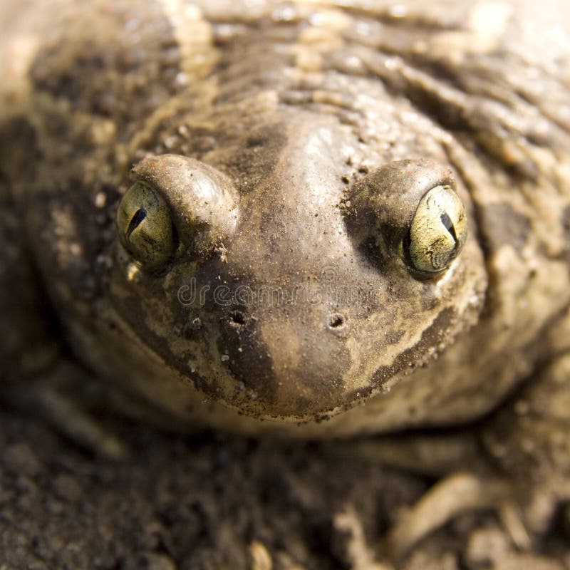 2,835 Large Toad Stock Photos - Free & Royalty-Free Stock Photos from ...