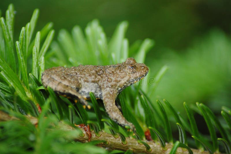 Toad stock image. Image of toad, close, amphibian, forest - 13199929