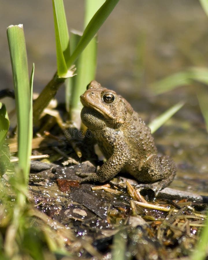Toad stock photo. Image of stream, lake, croak, warts - 13781126