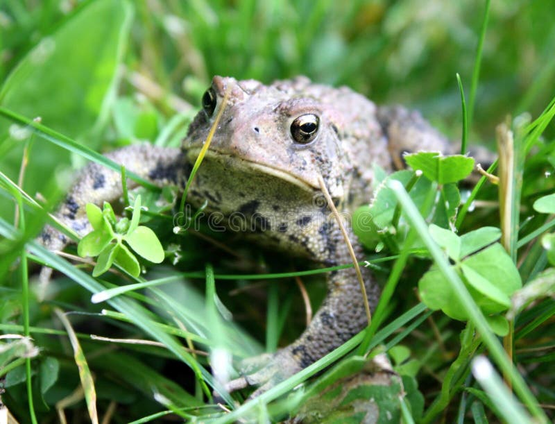 Backyard Toad Standing On A Rock Stock Photo - Image of macro, outdoors ...