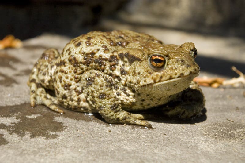 Toad stock photo. Image of bumps, meadow, leap, warts - 14956212