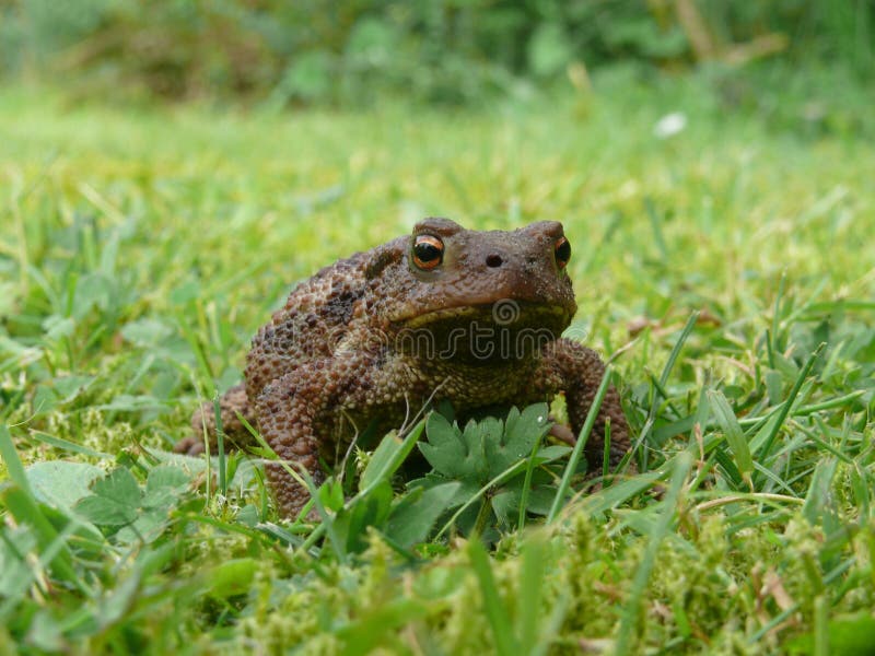 Toad stock image. Image of warts, toad, meadow, bufo - 15069527