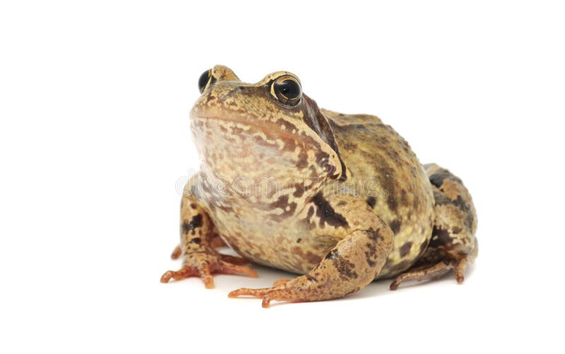 Bumpy Toad Close-up stock photo. Image of large, anura - 20515460