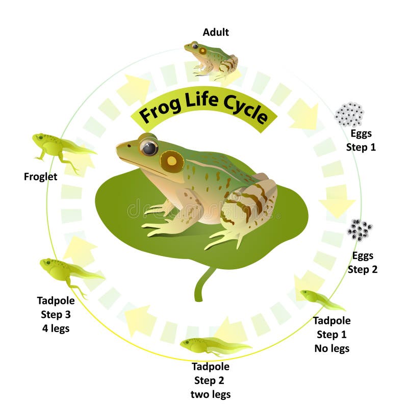 Metamorphosis Amphibians, for Example, the Life Cycle of Frogs Stock ...