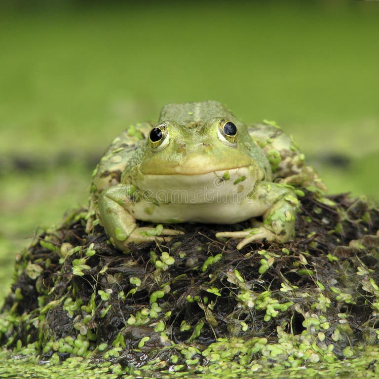 607 Mud Toad Stock Photos - Free & Royalty-Free Stock Photos from ...