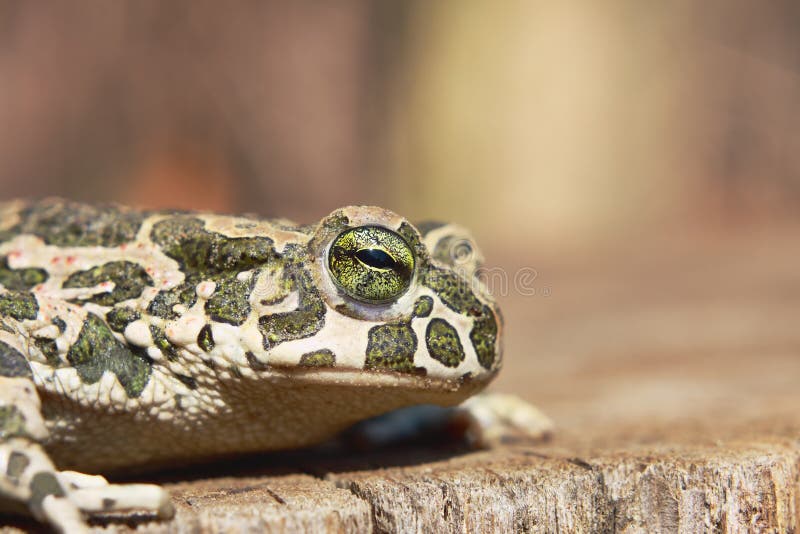 Toad stock photo. Image of outdoors, toad, beauty, front - 16724020
