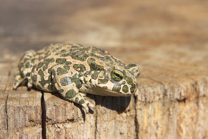 532 Frog Crawling Stock Photos - Free & Royalty-Free Stock Photos from ...