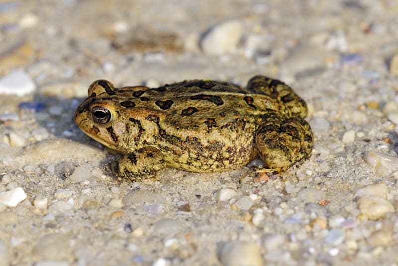 Toad stock image. Image of frog, toad, jumping, water - 19732805