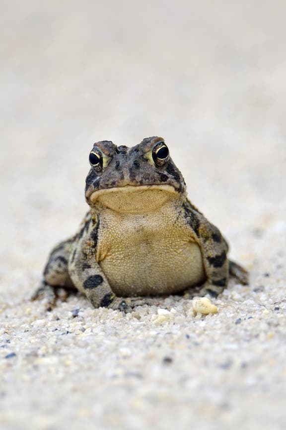 Toad stock photo. Image of slimy, bull, jumping, toad - 20002696