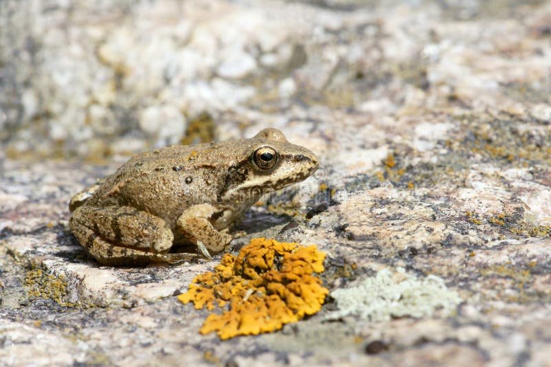 Toad stock photo. Image of toad, spot, animals, watching - 21310074