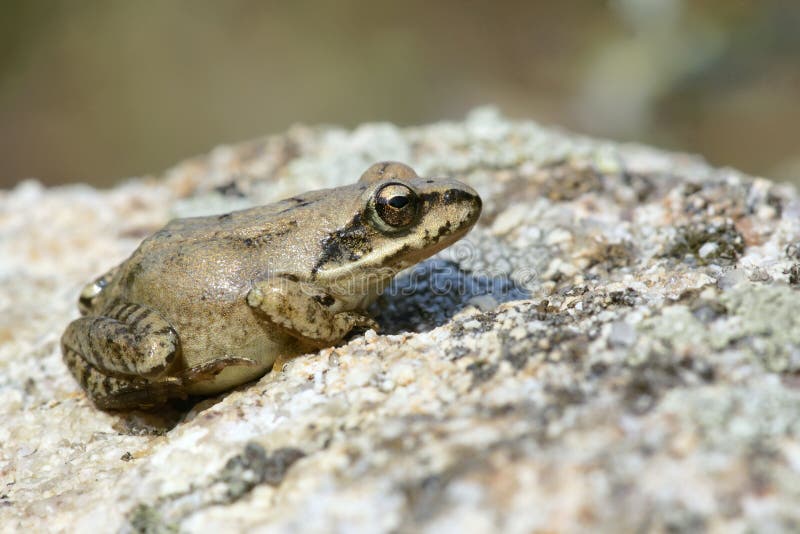 Viviparous Lizard - Zootoca Vivipara Stock Image - Image of reptile ...