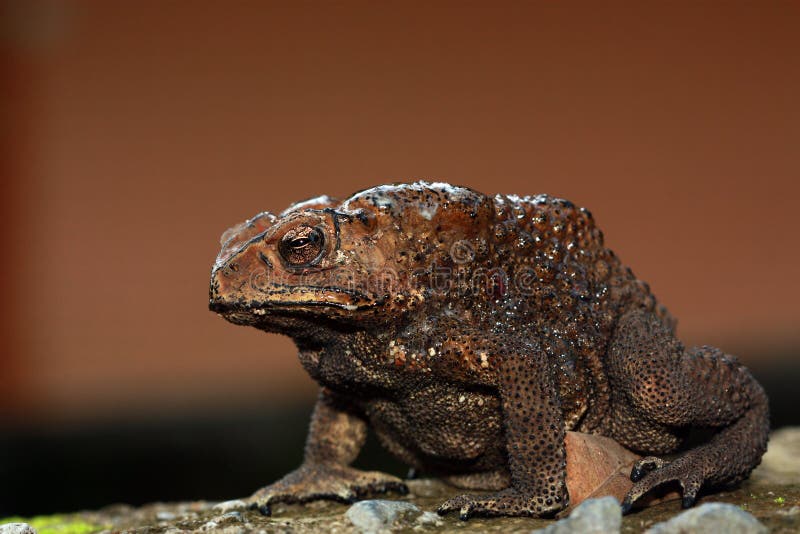 Toad stock photo. Image of rough, amphibian, toad, black - 21481946