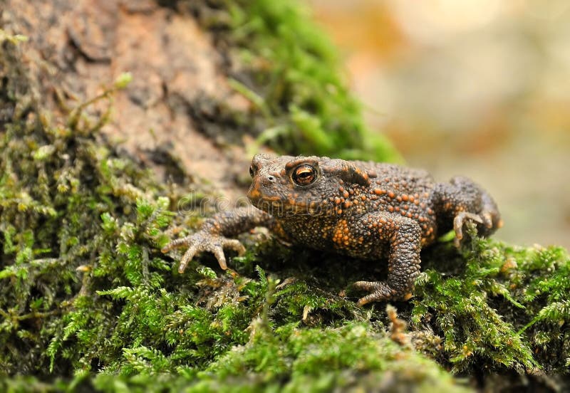 Toad stock image. Image of skin, yellow, eyes, fall, mucus - 21929545