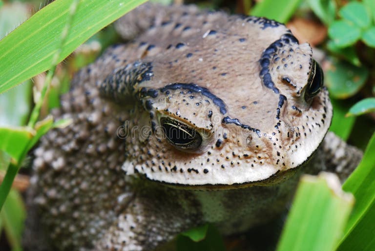Toad stock photo. Image of jump, amphibian, tongue, soil - 21969626