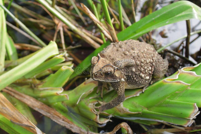 A Toad stock photo. Image of jumper, amphibian, green - 22145864