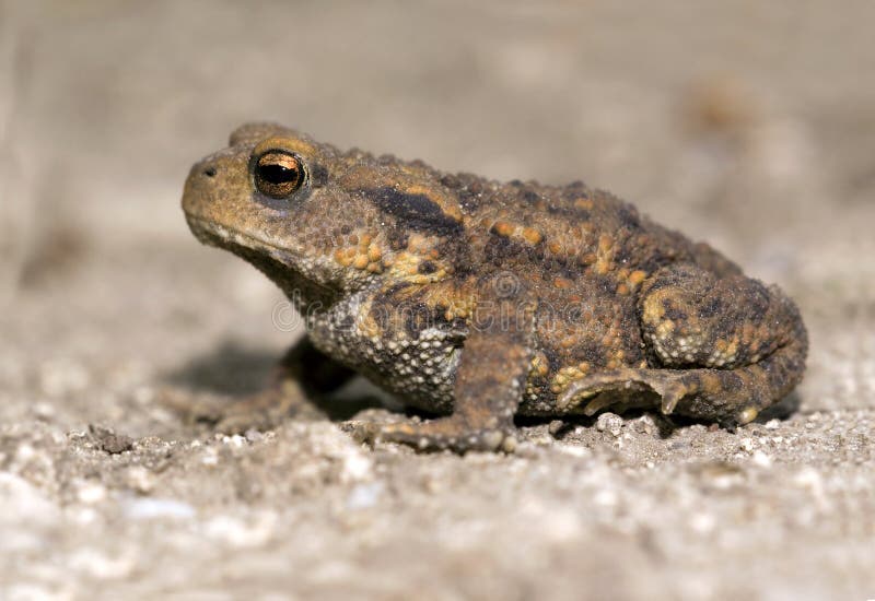 Moroccan Spadefoot Toads (Pelobates Varaldii) Stock Image - Image of ...