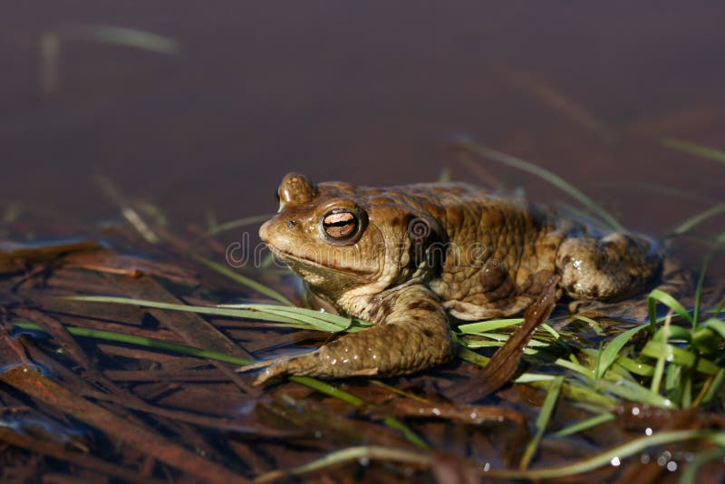 Toad stock photo. Image of buffalo, paddock, animal, verrucous - 5047076