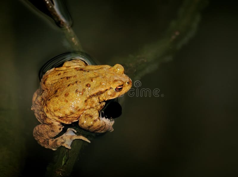 Toad stock image. Image of forelimb, water, outdoor, aquatic - 23999179
