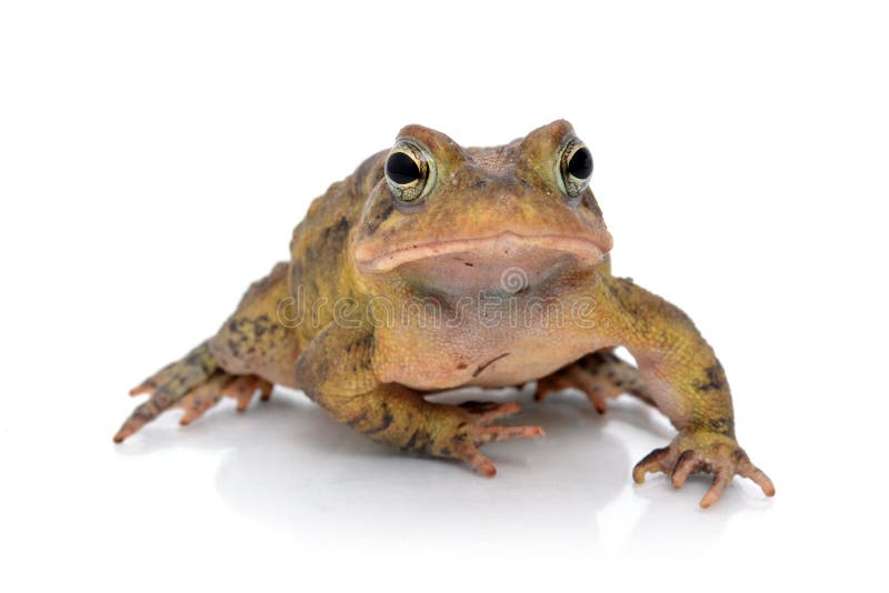 Toad stock photo. Image of isolated, wild, frog, cold - 14994446