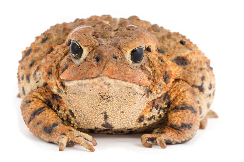 Toad stock photo. Image of small, staring, closeup, wart - 27178162