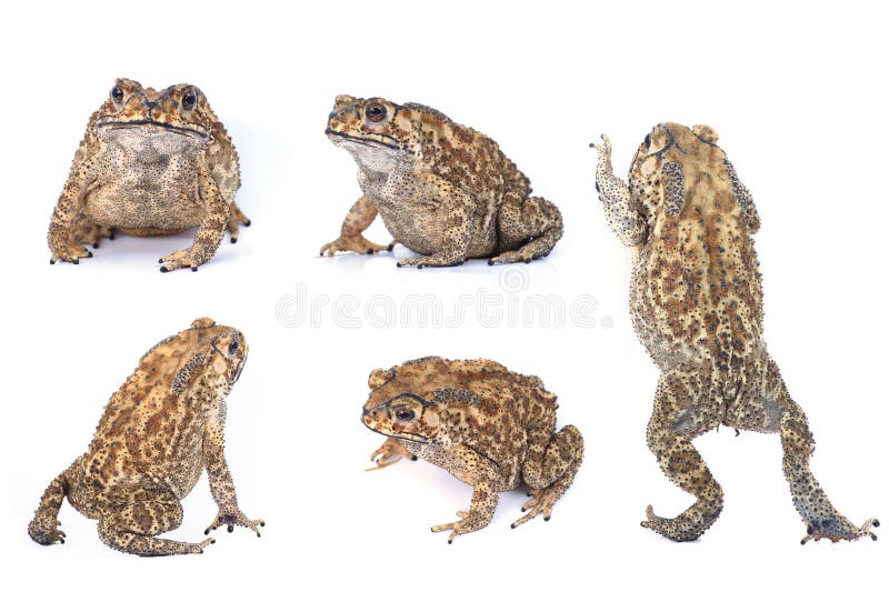 Toad stock photo. Image of looking, nature, white, toad - 28104968