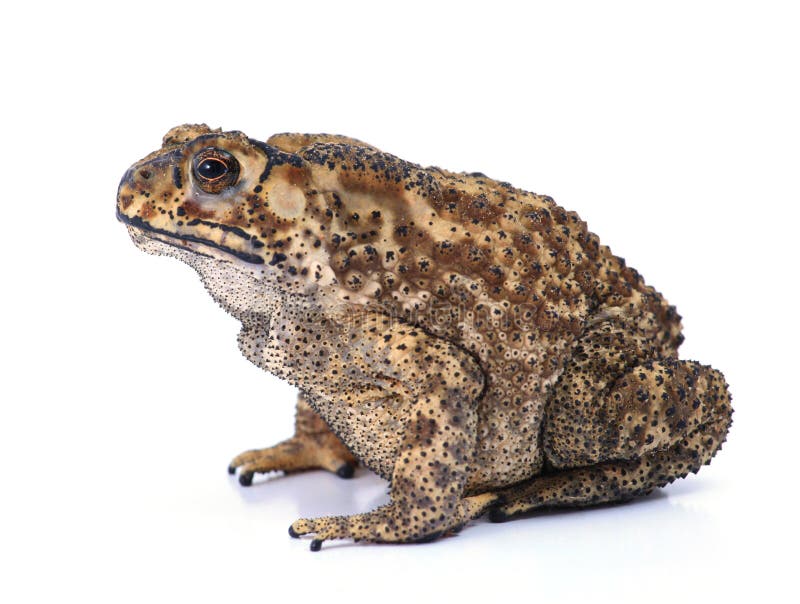 Toad stock image. Image of frog, environment, macro, amphibian - 28105003