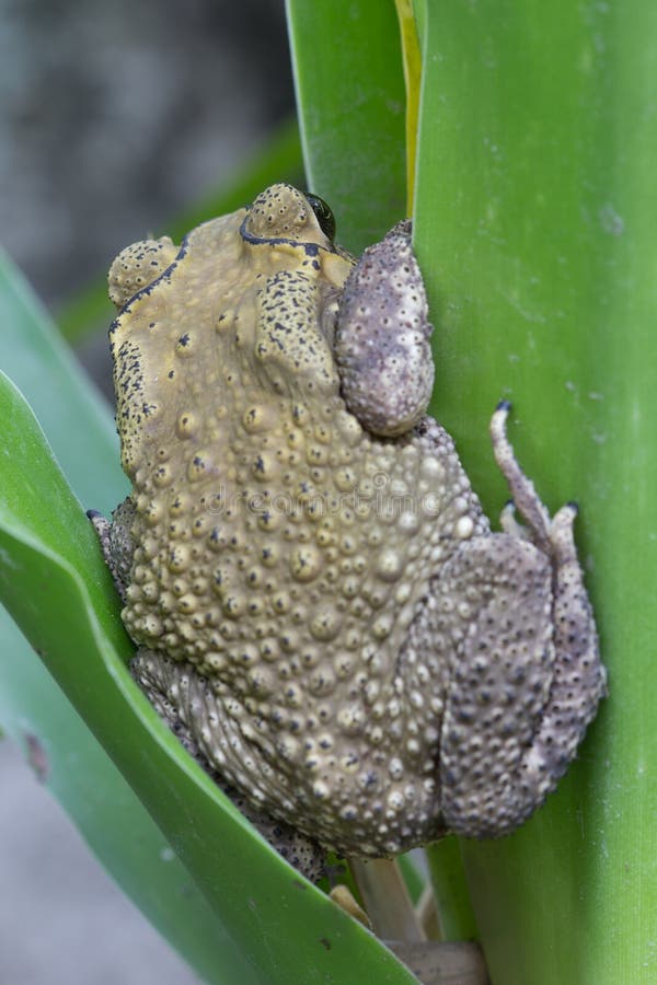 Toad stock photo. Image of environment, horizontal, mature - 28228478