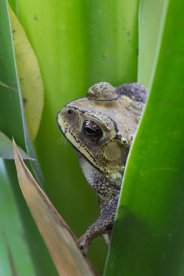 Toad stock image. Image of habitat, leaf, county, horizontal - 28228489