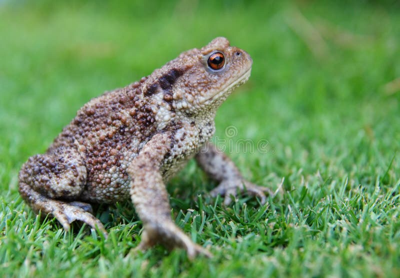 Angry Toad stock image. Image of isolated, electronic - 3159073