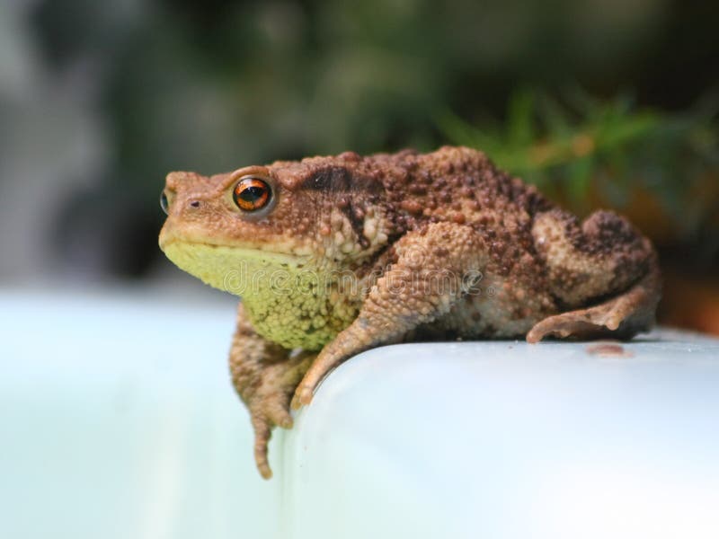 Toad , side view stock photo. Image of annoyed, ugly - 10343480