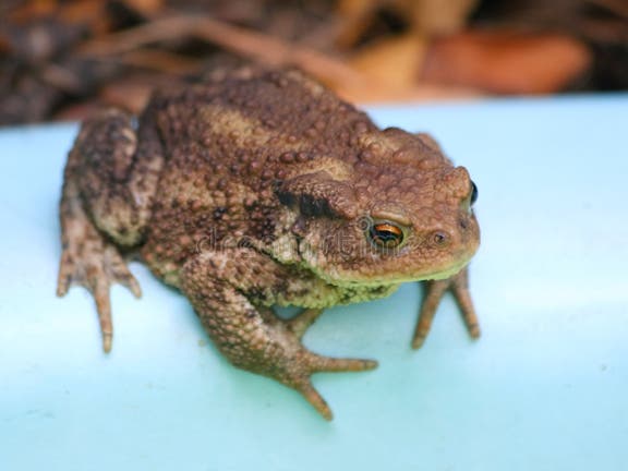 Toad stock photo. Image of jump, funny, ecology, toad - 2886442