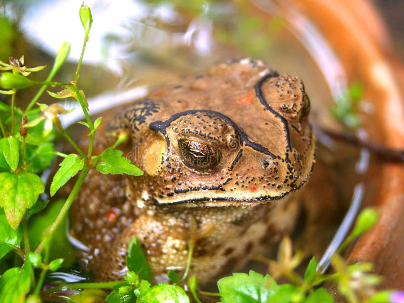 564 Toad Jumping Stock Photos - Free & Royalty-Free Stock Photos from ...