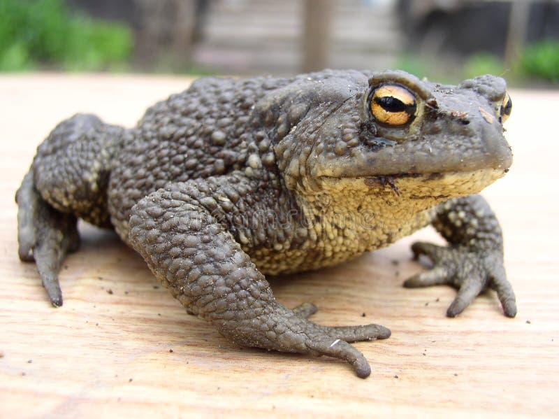 Toad stock photo. Image of moist, fauna, sole, toad, amphibian - 585112