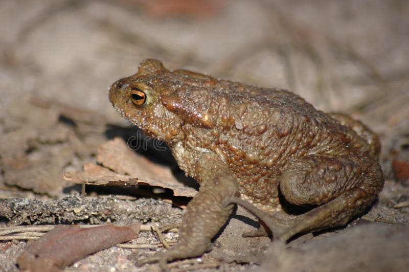 Frog Scared Stock Photos - Free & Royalty-Free Stock Photos from Dreamstime