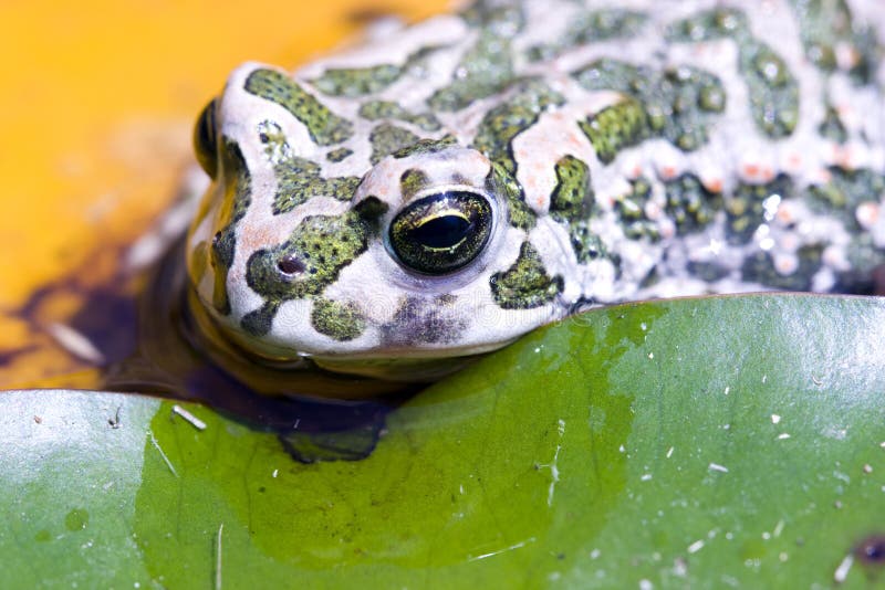 Toad stock photo. Image of cute, looking, darling, date - 7688026