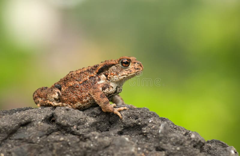 8,165 Toad Sitting Citrus Stock Photos - Free & Royalty-Free Stock ...