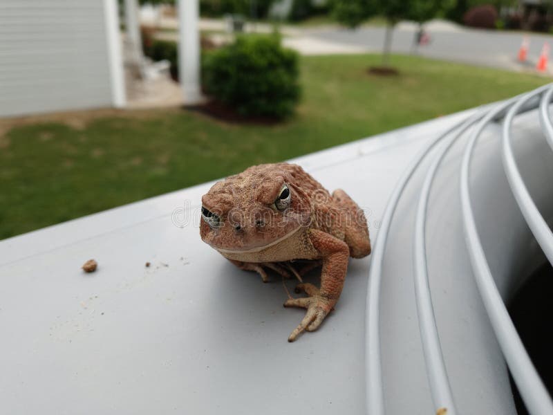 Hanging Around, Upside Down. Stock Photo - Image of nature, avian: 42884750