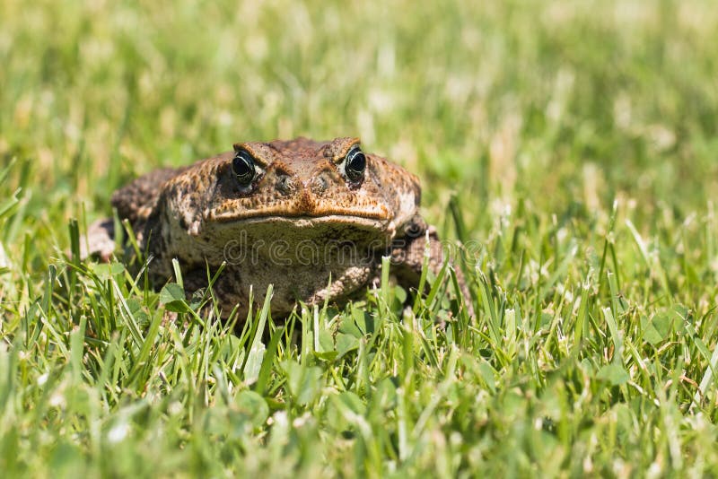 Toad aga six stock image. Image of amphibian, toad, anuran - 209688931