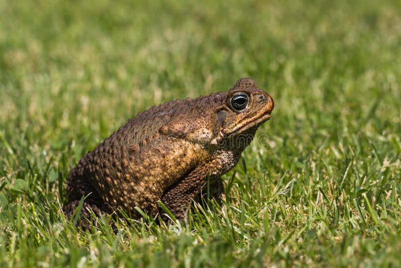 Toad aga three stock image. Image of animal, toxic, poisonous - 209688951