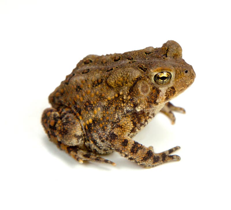 Toad stock photo. Image of isolated, wild, frog, cold - 14994446