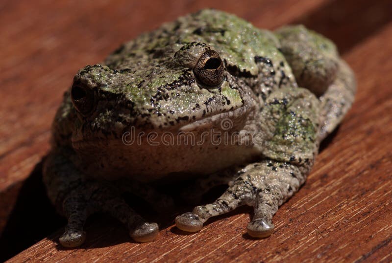 Toad, Amphibian, Frog, Fauna Picture. Image: 113738207