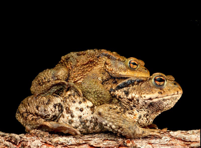 Toad, Amphibian, Frog, Terrestrial Animal Stock Photo - Image of ...