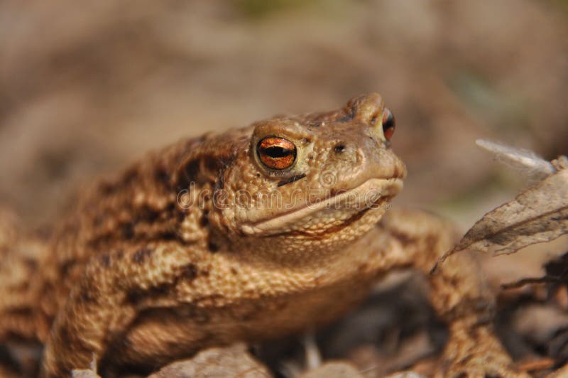 Toad. Amphibian during the Spring Awakening and Mating Stock Photo ...