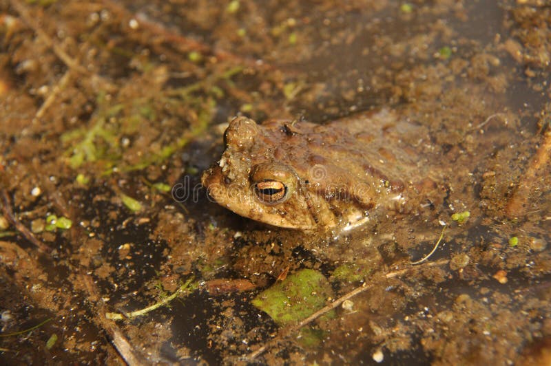 Toad. Amphibian during the Spring Awakening Stock Image - Image of ...