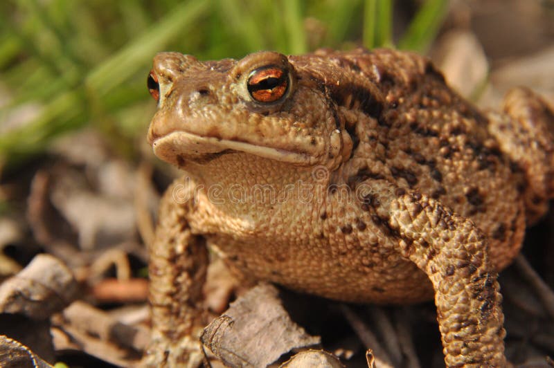 Toad. Amphibian during the Spring Awakening Stock Photo - Image of ...